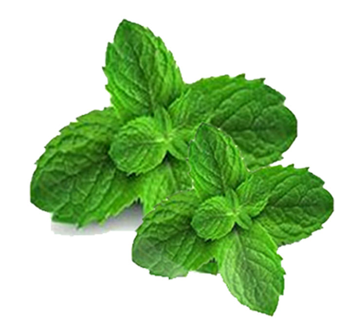 Anethole - Pure Natural Anethol - Trans buy online