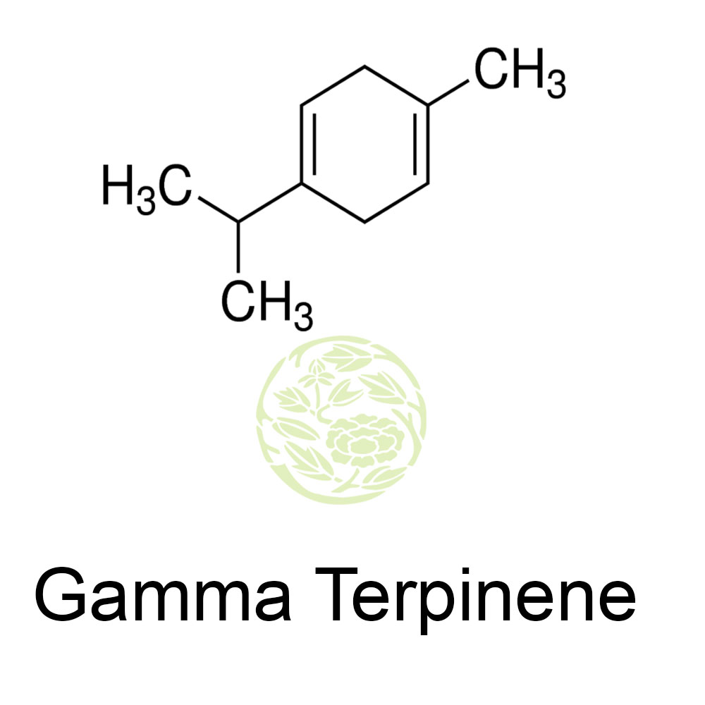 Buy Gamma Terpinene